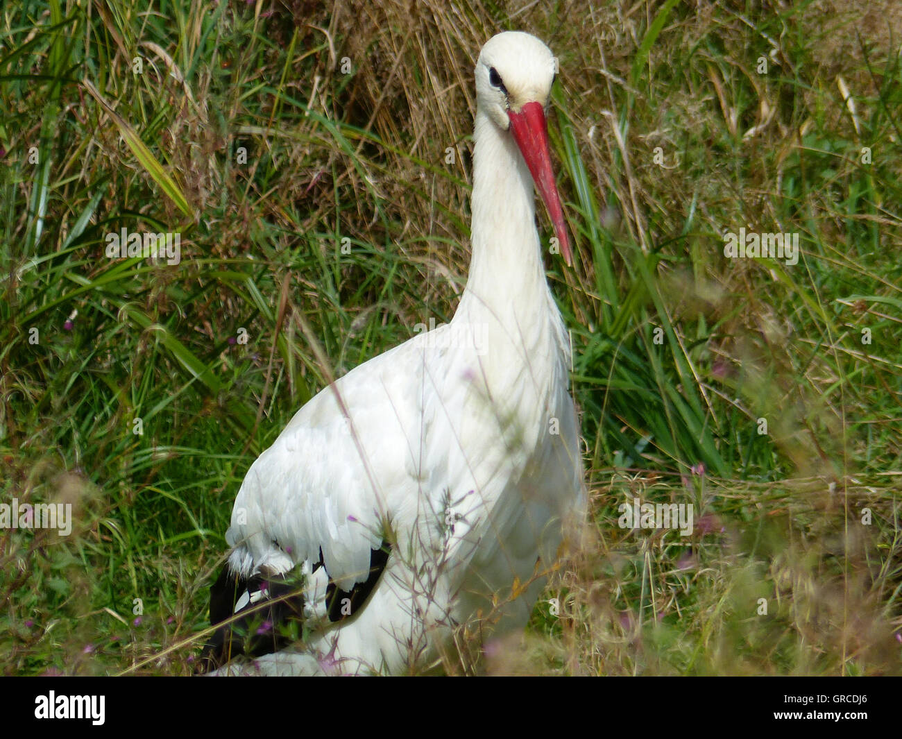 Stork On A Meadow Stock Photo - Alamy