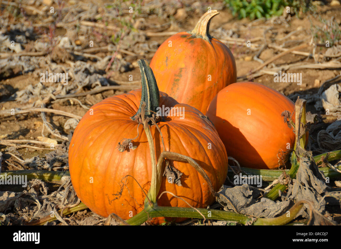 Calabash pumpkins hi-res stock photography and images - Alamy