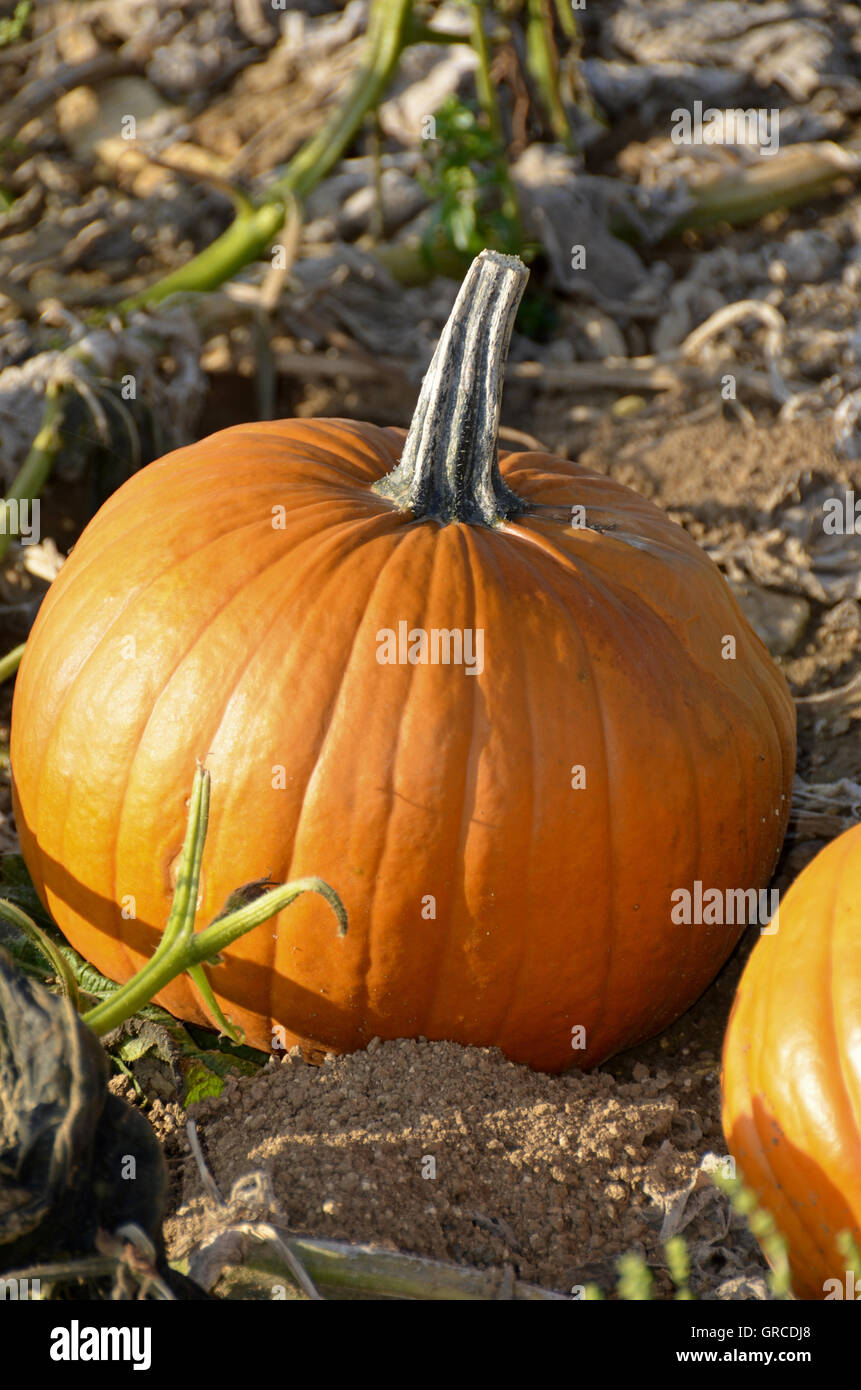 Calabash pumpkins hi-res stock photography and images - Alamy