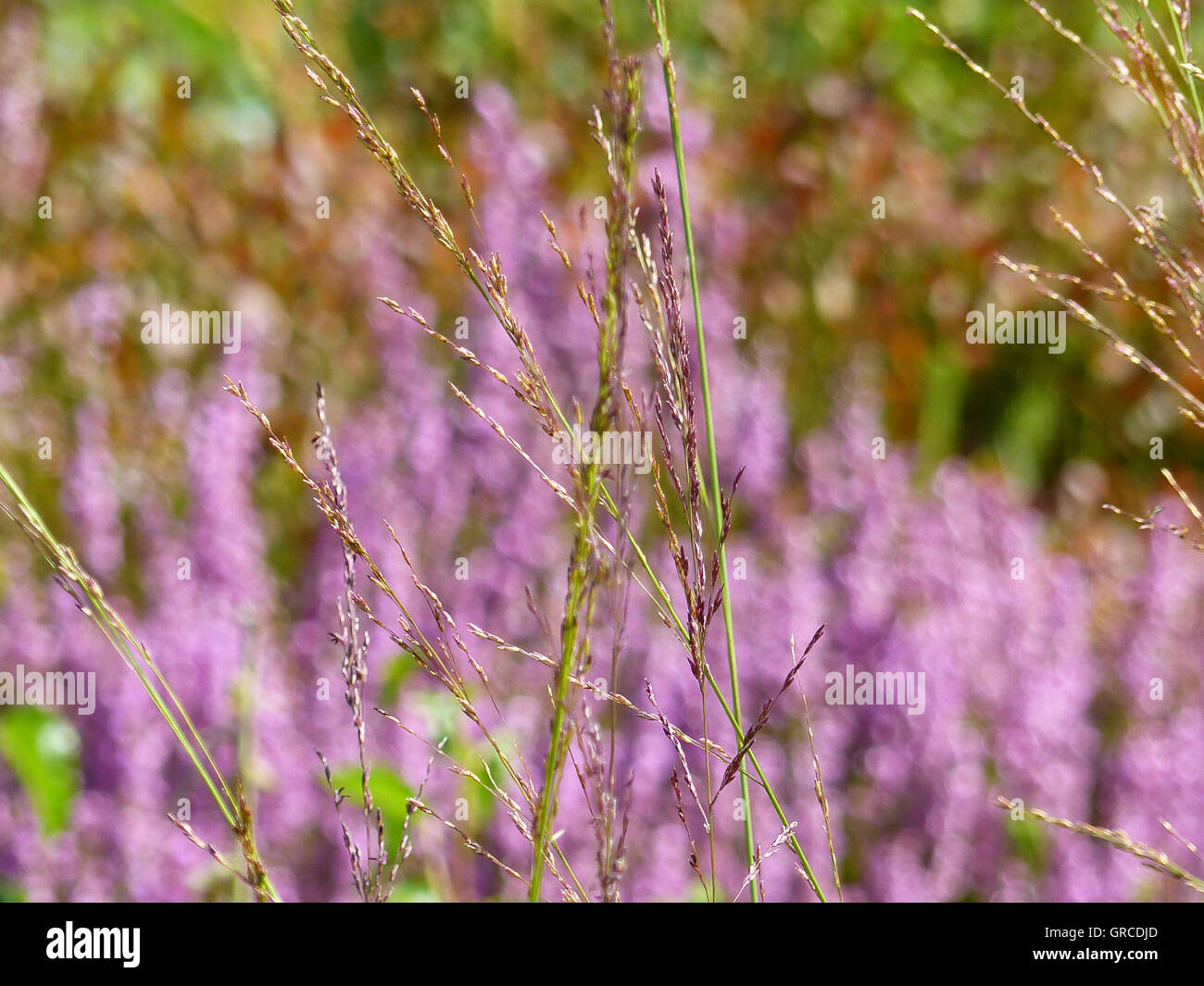 Heath Violet Stock Photos & Heath Violet Stock Images - Alamy