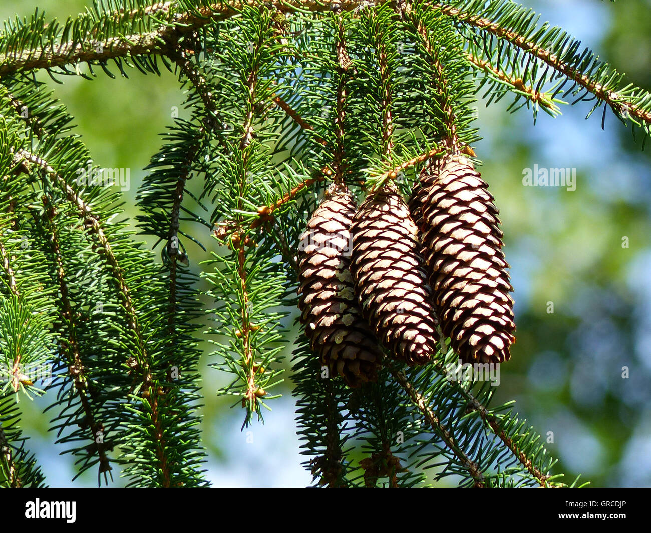 Hanging spruce hi-res stock photography and images - Alamy