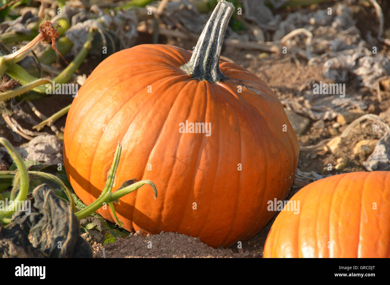 Calabash Pumpkins High Resolution Stock Photography and Images - Alamy