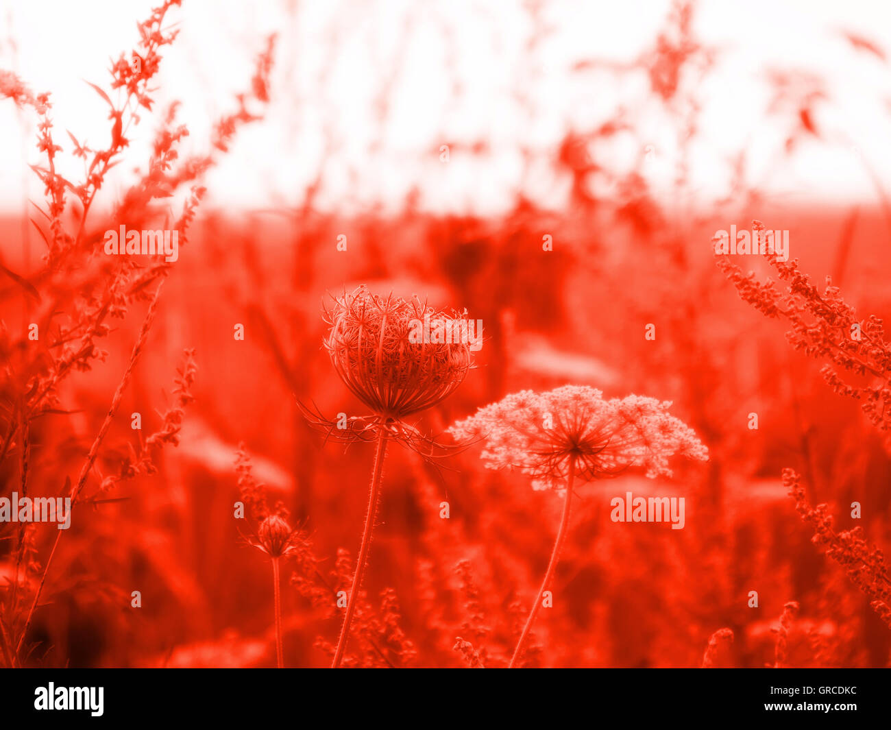 Nature In Red, Abstract, Symbol Of Global Warming Stock Photo - Alamy