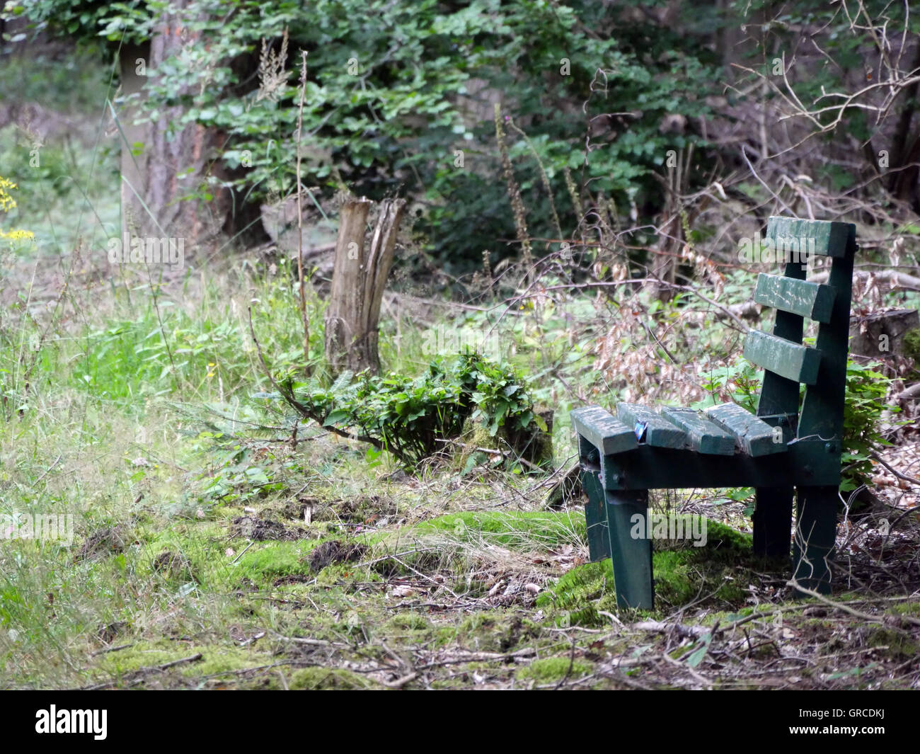 Things you see in the forest hi-res stock photography and images - Alamy