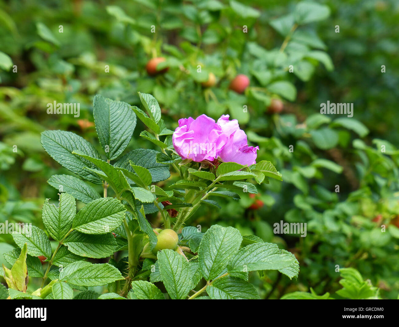 Pink dogroses hi-res stock photography and images - Alamy