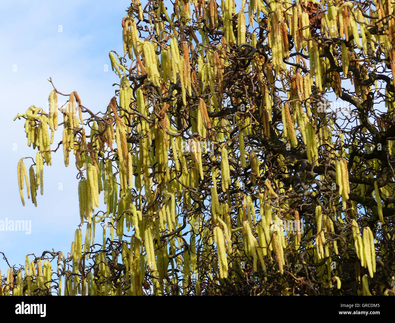 Blooming Corkscrew Hazel, Symbol For Pollen Allergy Stock Photo - Alamy