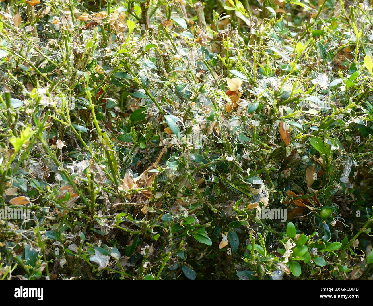 Boxwood pests hi-res stock photography and images - Alamy