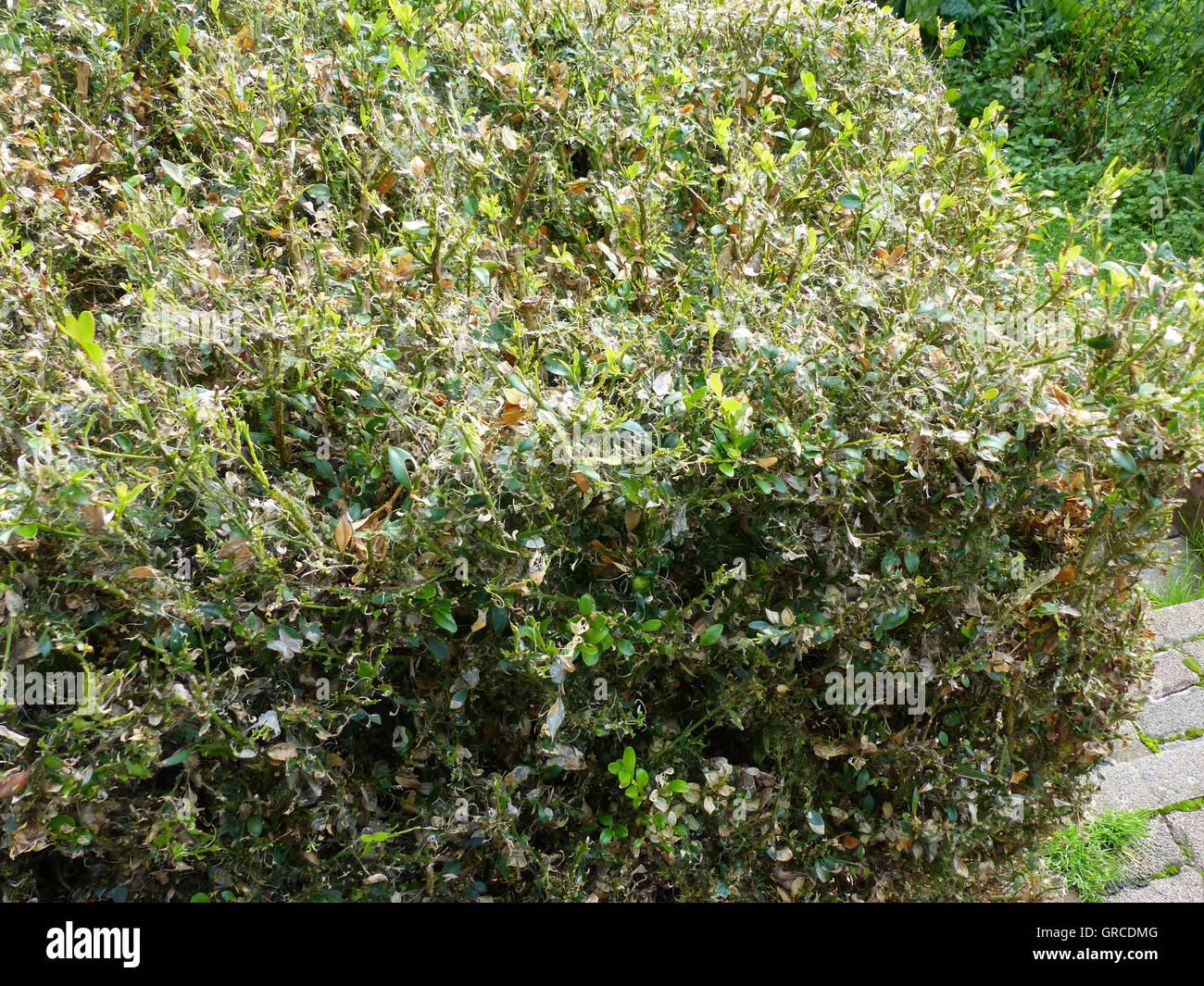 Boxwood pests hi-res stock photography and images - Alamy