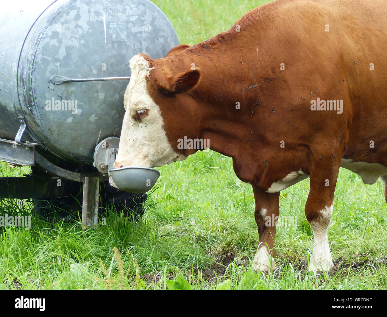 Farm Animal Drinking Water Stock Photos & Farm Animal Drinking Water ...