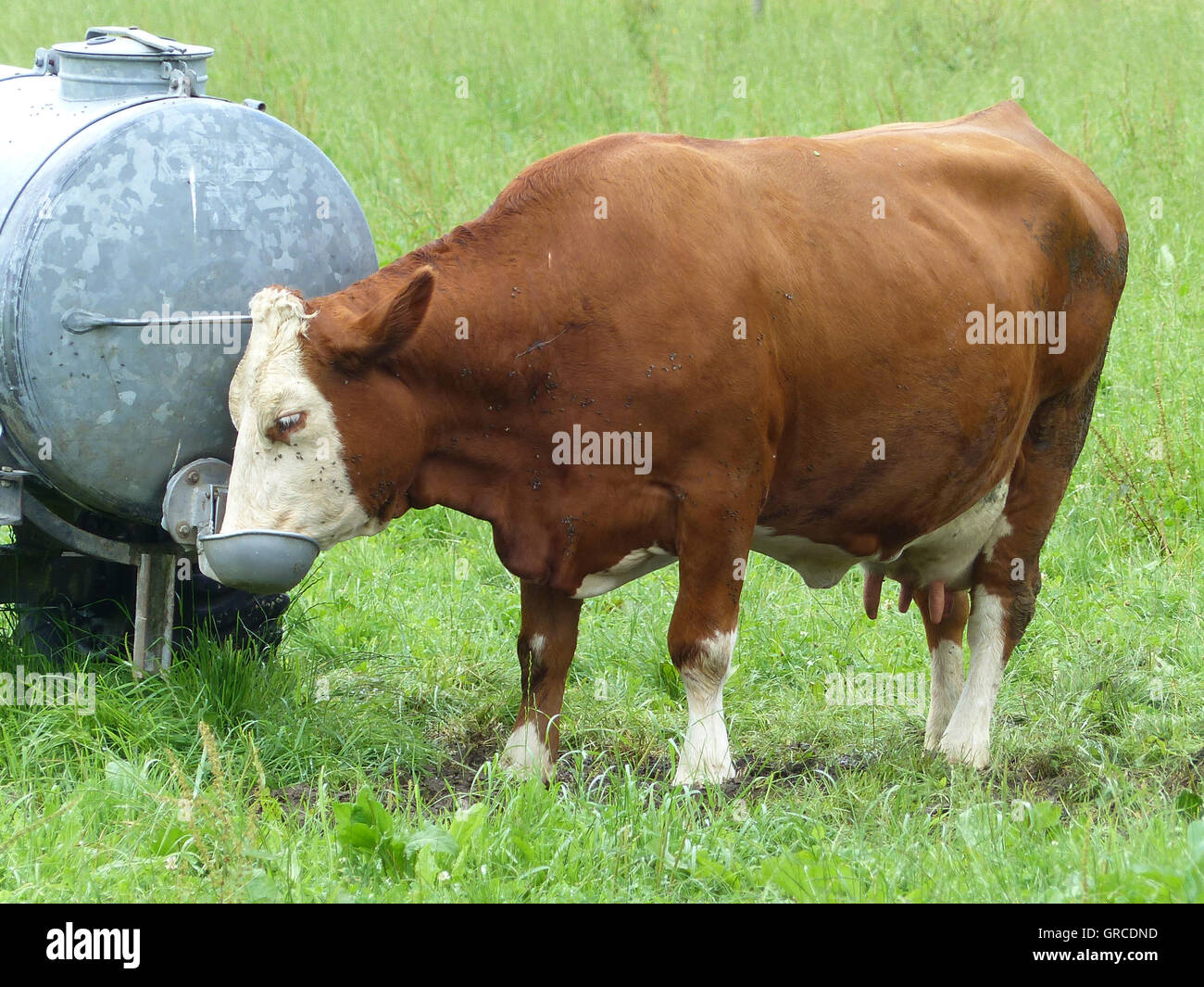 Cow Drinking High Resolution Stock Photography and Images - Alamy