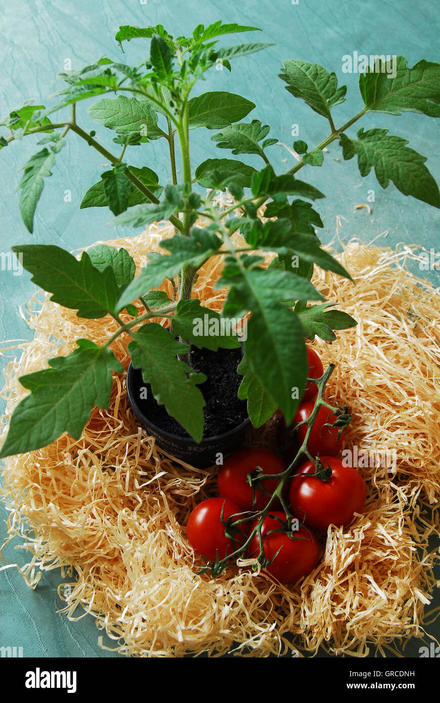 Tomato bush with fruits hi-res stock photography and images - Alamy