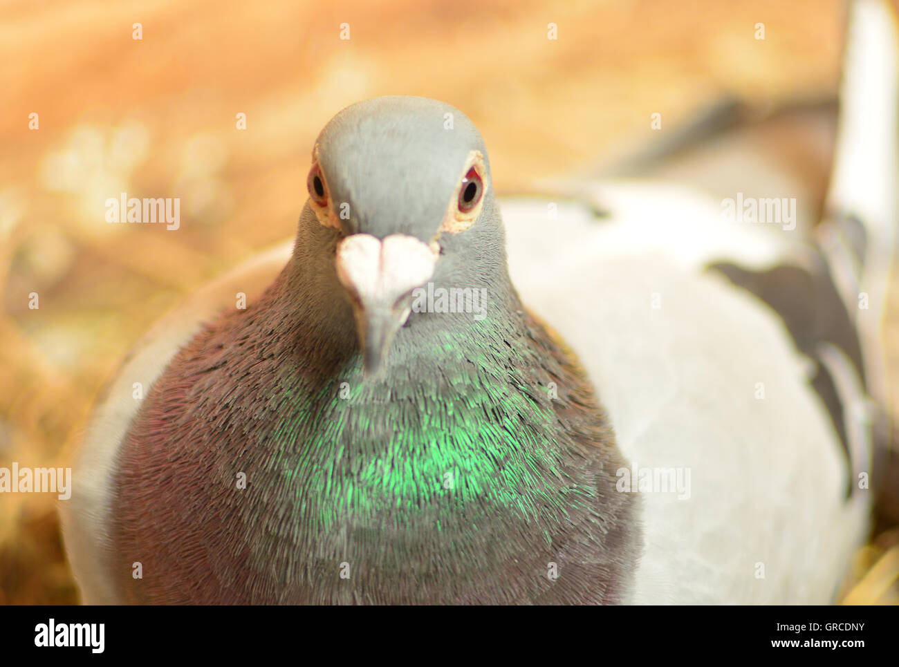 Pigeon breeding hi-res stock photography and images - Alamy