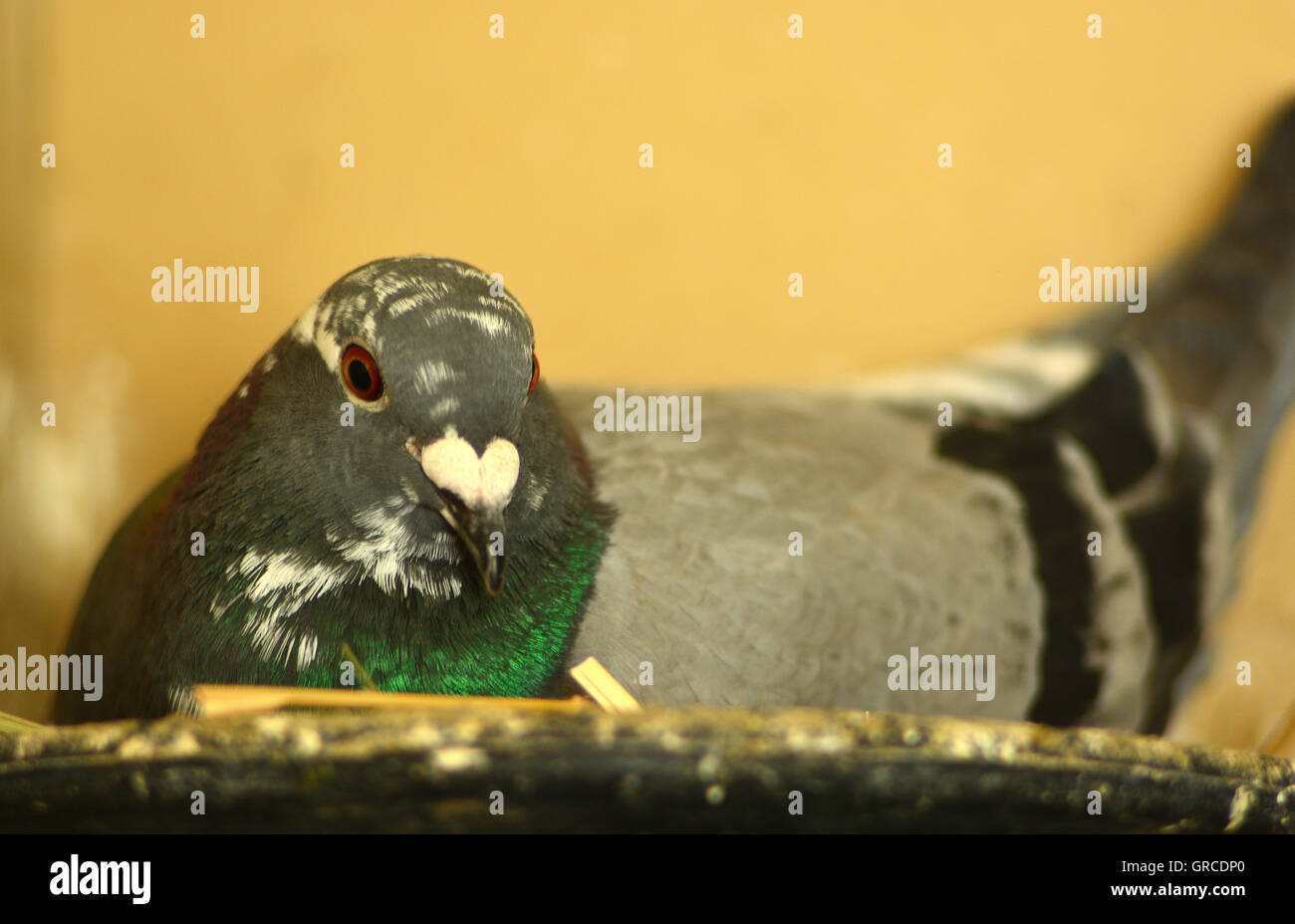 Pigeon breeding hi-res stock photography and images - Alamy