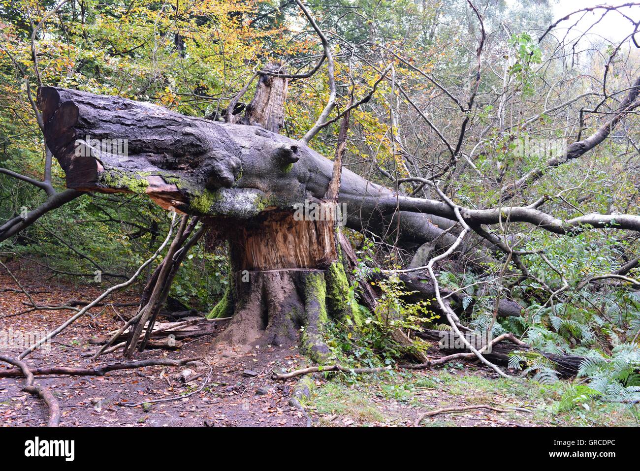 Decaying deadwood hi-res stock photography and images - Alamy