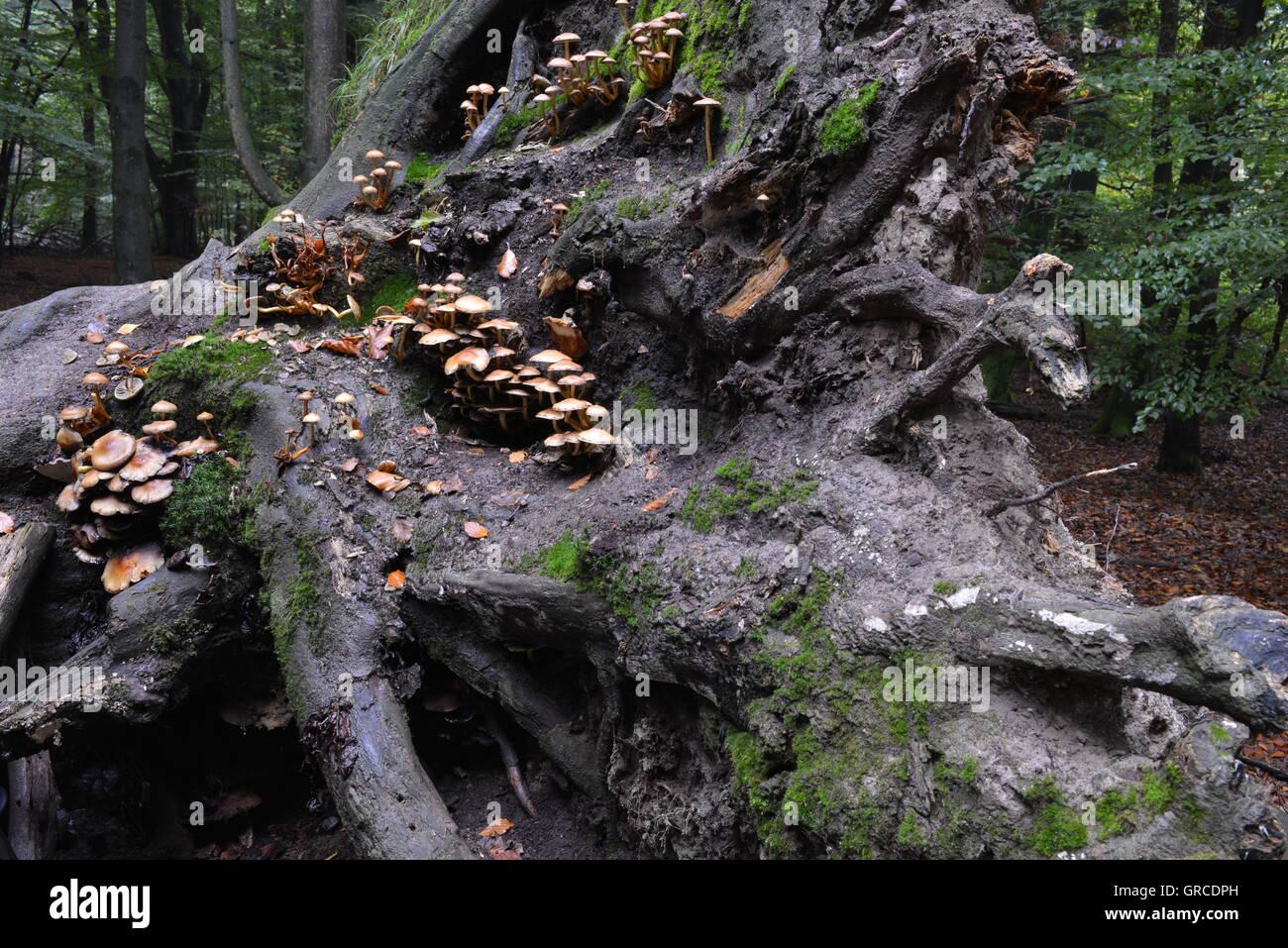 Decaying tree root hi-res stock photography and images - Alamy