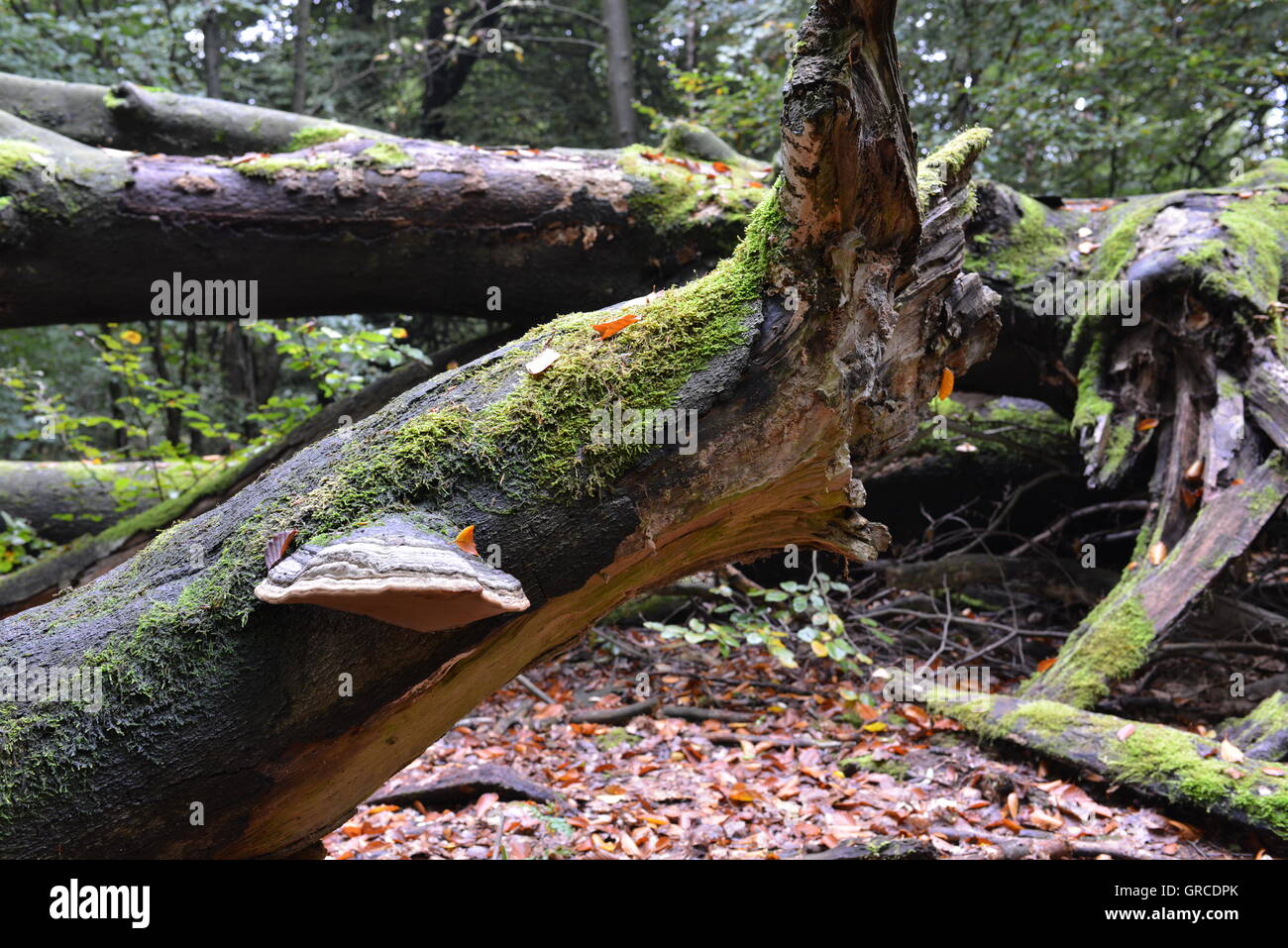 Old oak tree with some dead branches hi-res stock photography and ...