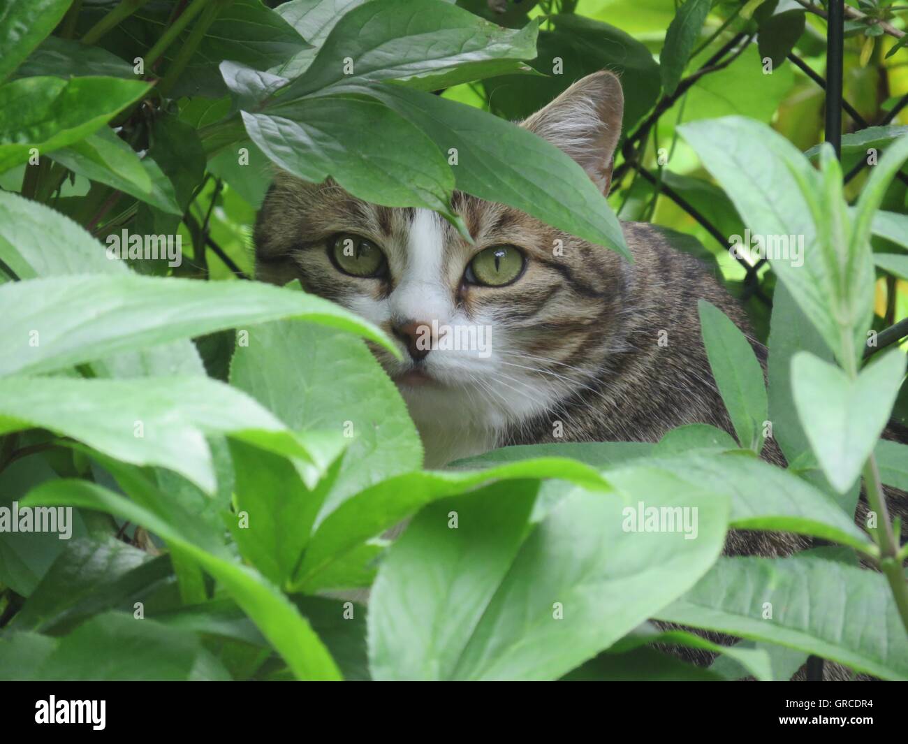 Jungle cat hi-res stock photography and images - Alamy