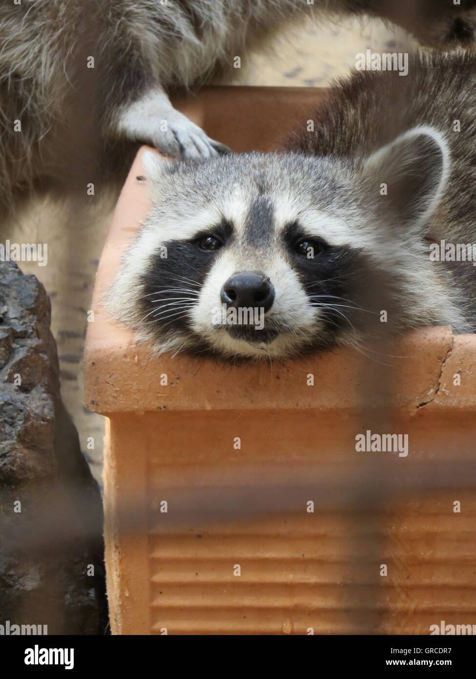 Raccoon Behind Bars Stock Photo - Alamy
