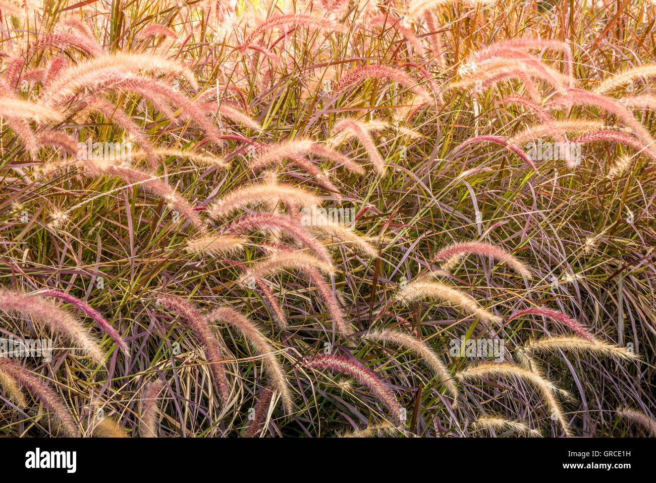 Golden grass hi-res stock photography and images - Alamy