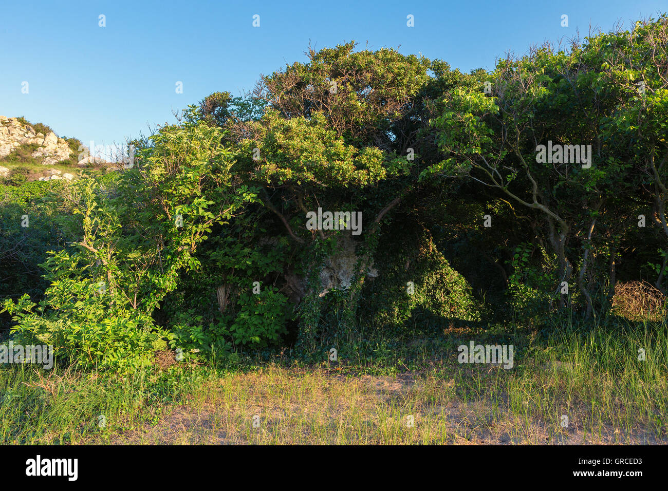 Plant at Karalar regional landscape park in Crimea Stock Photo - Alamy