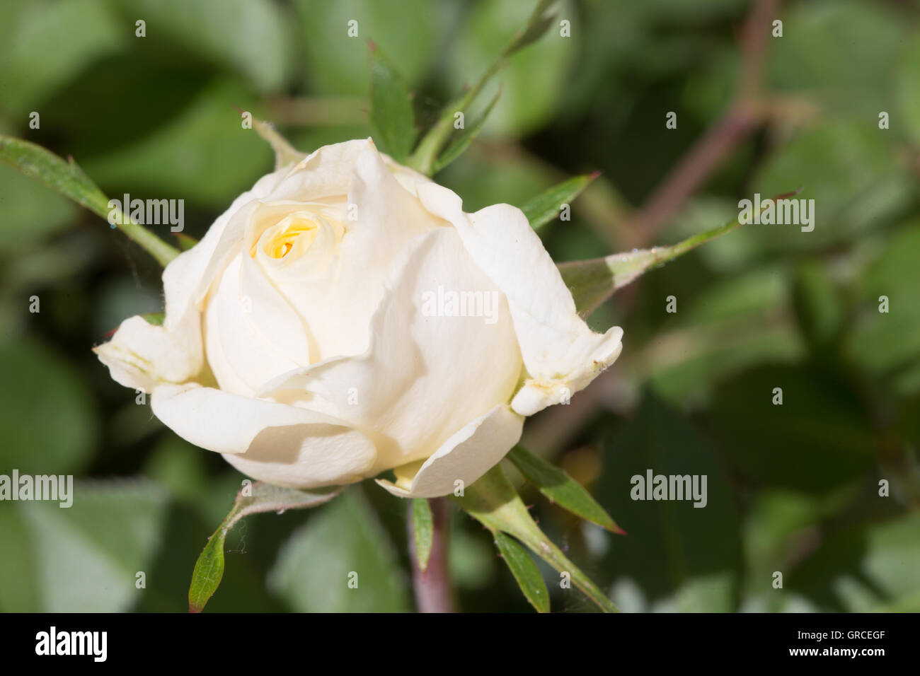 White Rose In A Bed In The Sunshine Stock Photo - Alamy