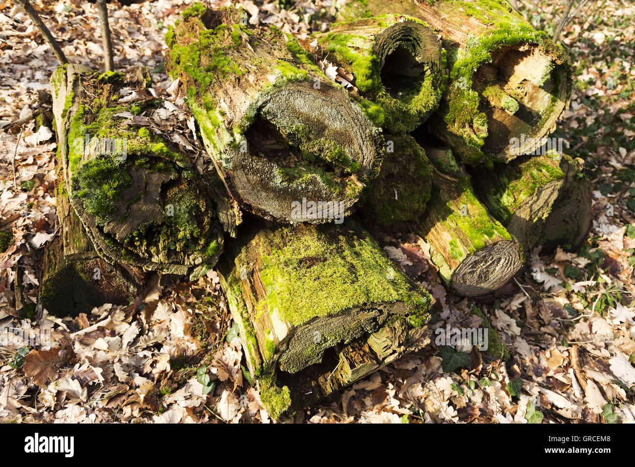 Pile Of Old Tree Trunks, Heavily Overgrown By Moss Stock Photo - Alamy