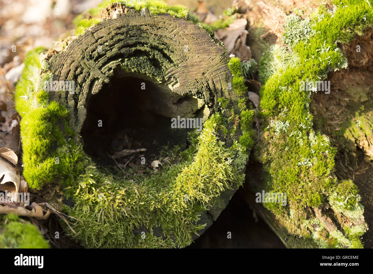 Two Old, Rotted Tree Trunks With Moss Stock Photo - Alamy