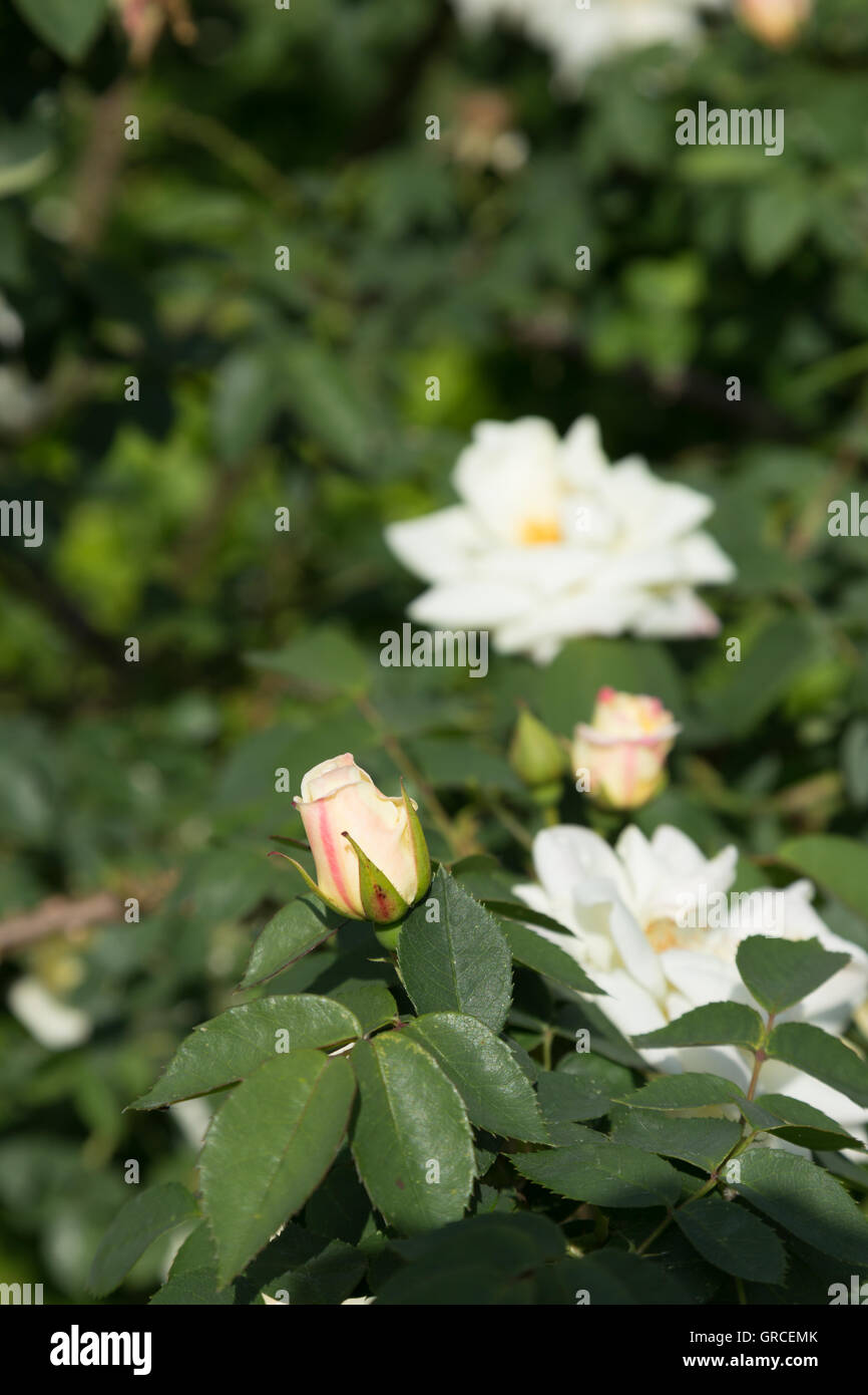 Half Closed Rose Flowers In Front Of Peonies In The Park Stock Photo ...