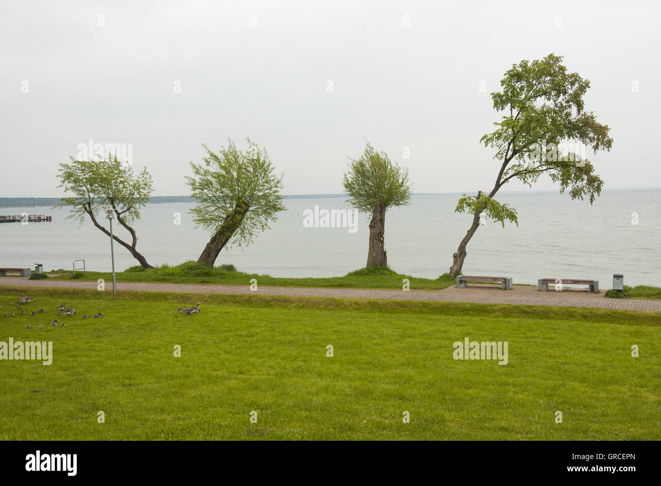 Four Trees And Two Benches On The Shore Of Lake Muritz In Klink Stock ...