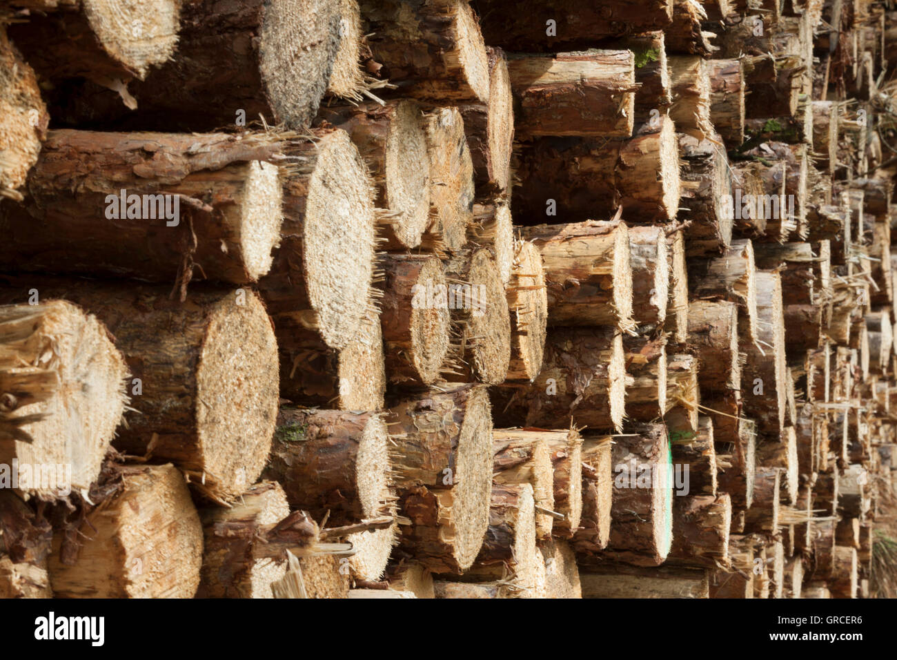 Small Tree Trunks On A Big Pile Of Wood Stock Photo - Alamy