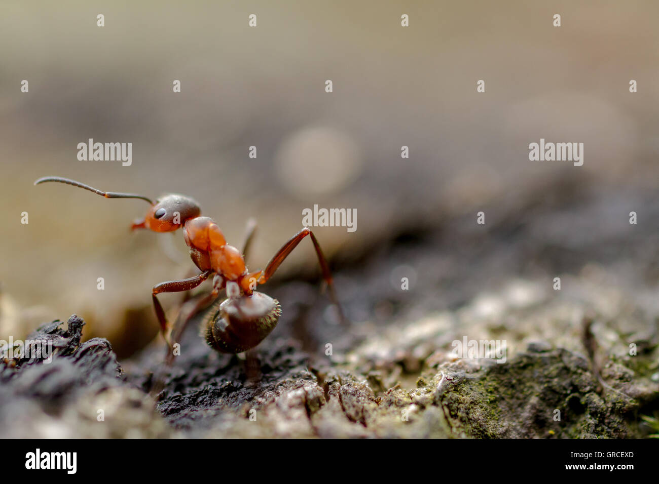 Closeup ant hi-res stock photography and images - Alamy