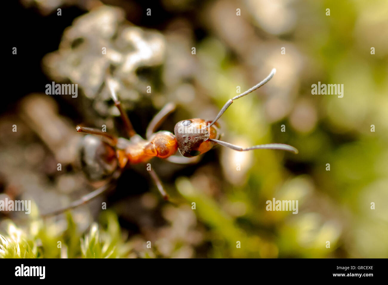 Closeup ant hi-res stock photography and images - Alamy