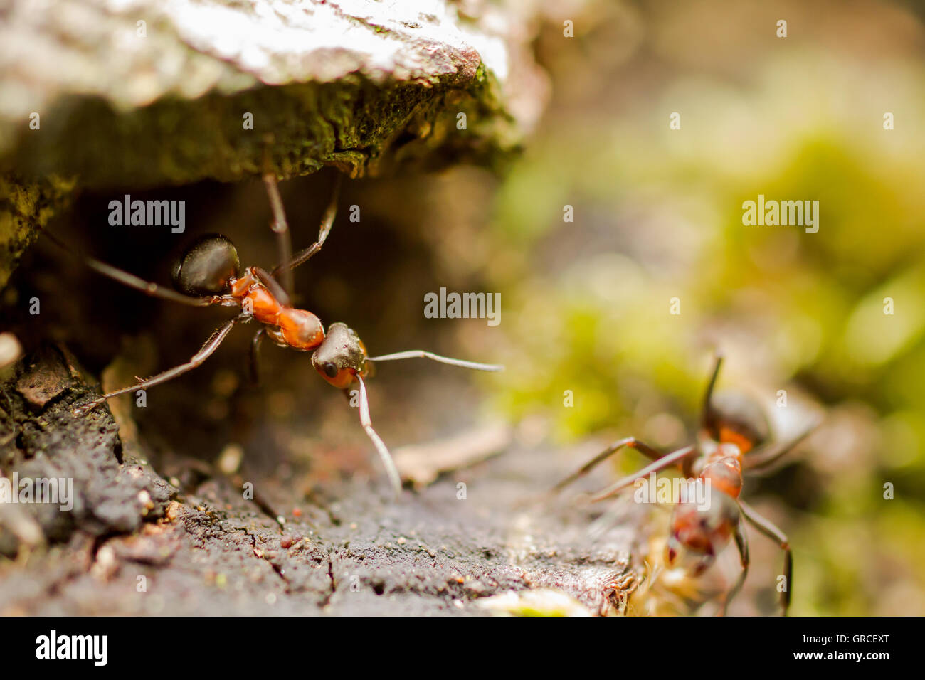 Closeup ant hi-res stock photography and images - Alamy