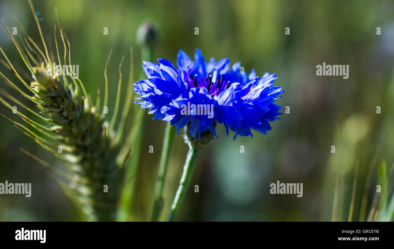 Corn flower hi-res stock photography and images - Alamy