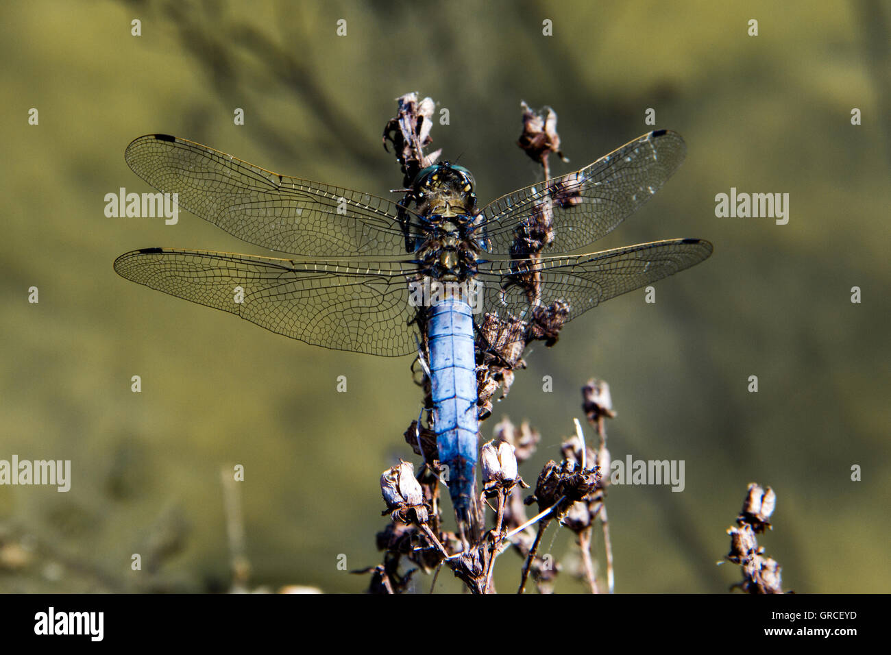Dragon fly hi-res stock photography and images - Alamy