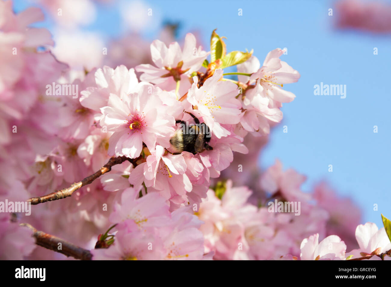 Bumble Bee In Japanese Cherry Blossoms Stock Photo - Alamy