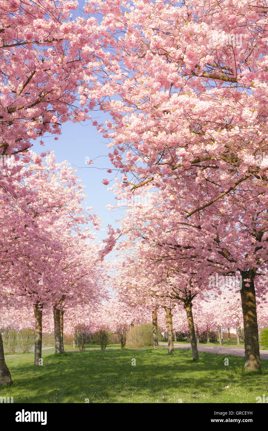 Nspring hi-res stock photography and images - Alamy