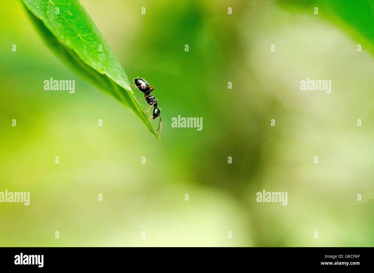 Ant on green leaf Stock Photo - Alamy