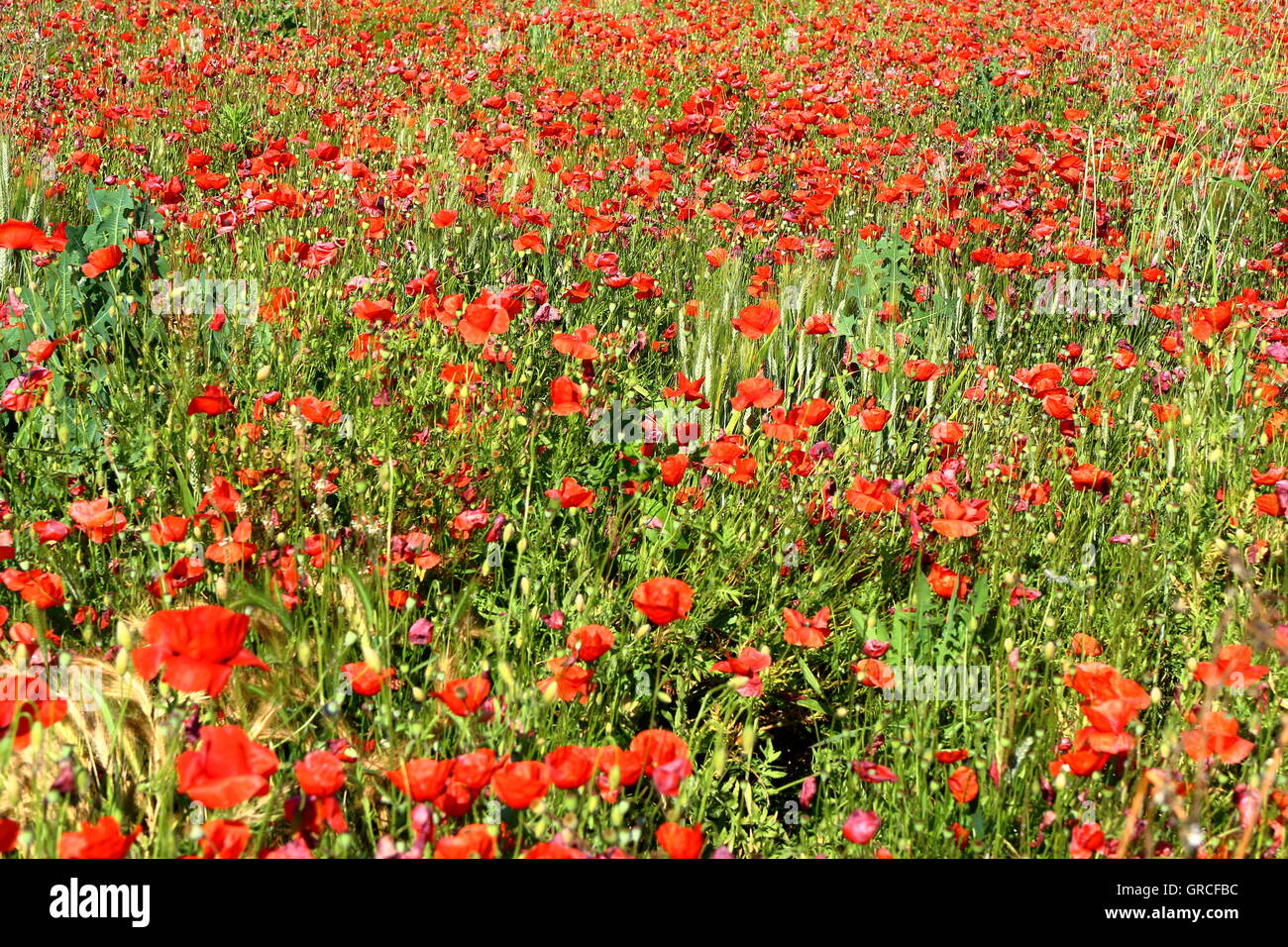 Red poppy field Stock Photo - Alamy