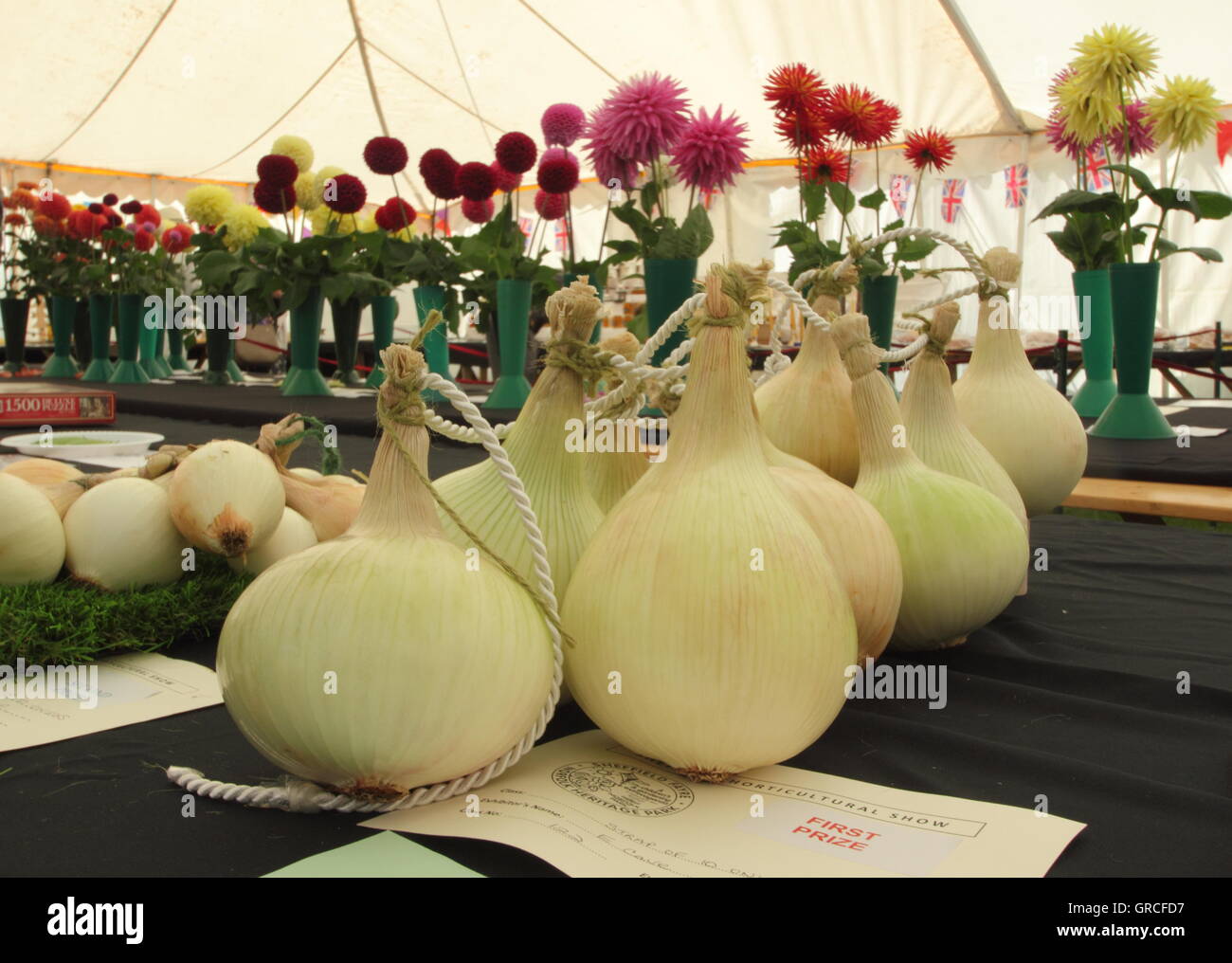 A string of onions and their 'first prize' certificate on display in a ...