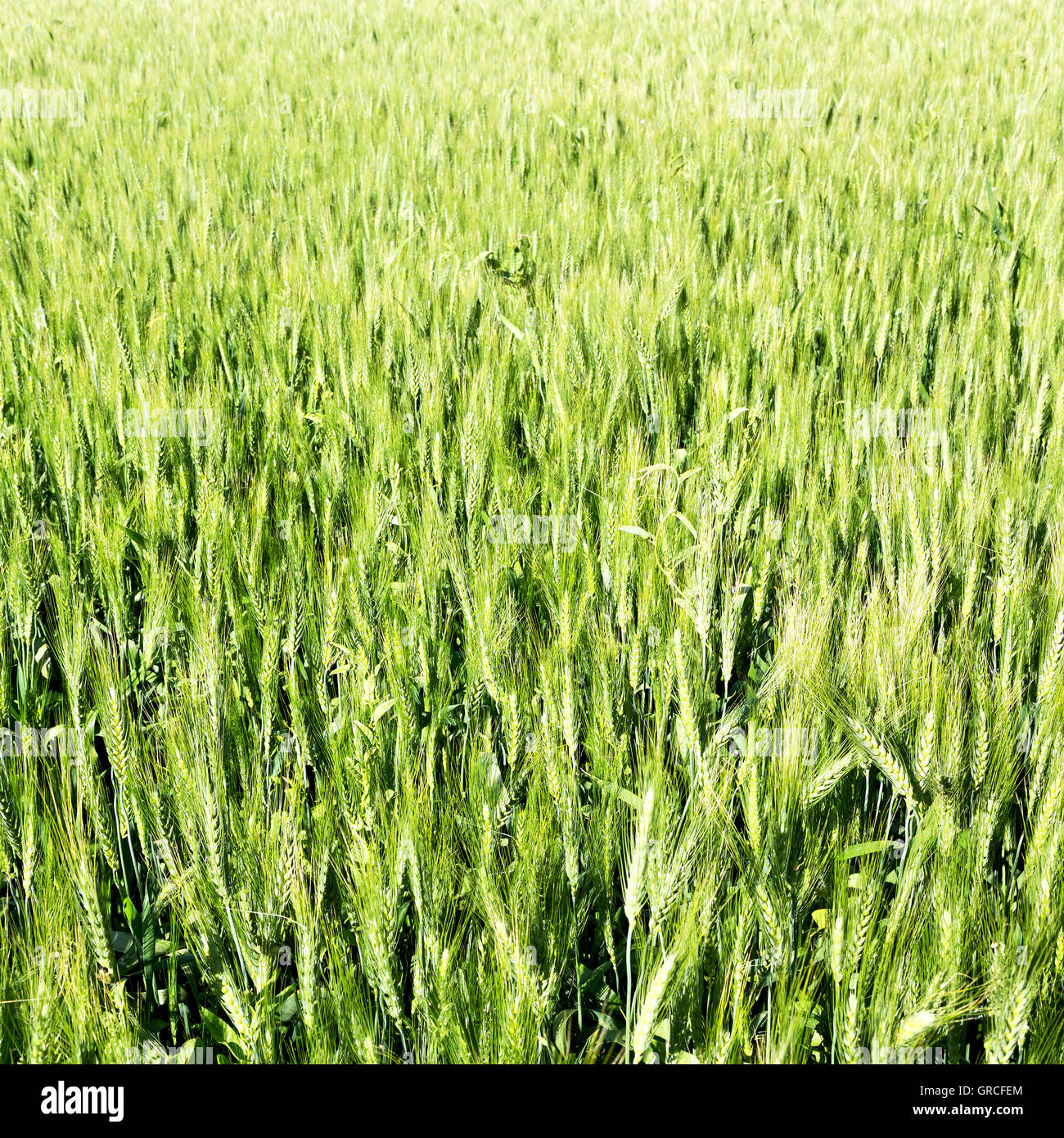 blur in iran cultivated farm grass and healty green natural wheat Stock ...