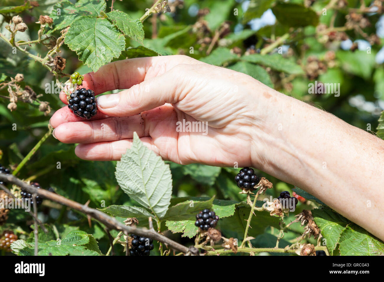 Person picking blackberries, England, UK Stock Photo - Alamy