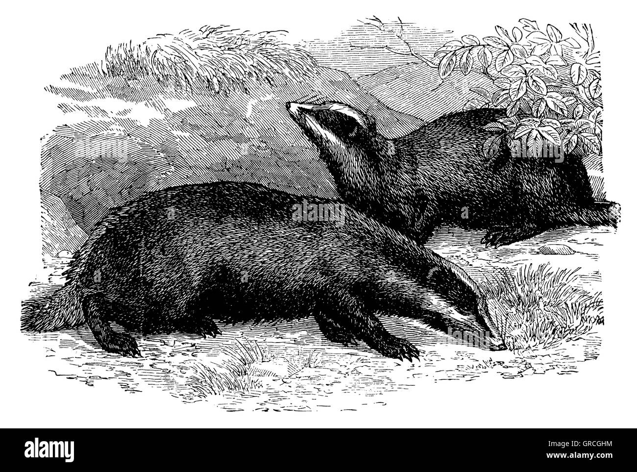 To badger Black and White Stock Photos & Images - Alamy