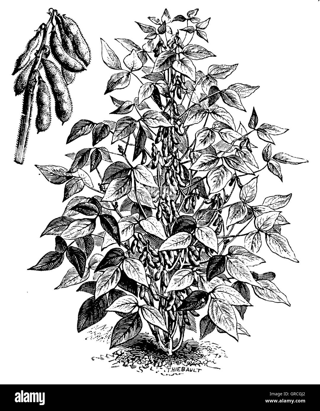 Soya Bean, soy bean Stock Photo - Alamy