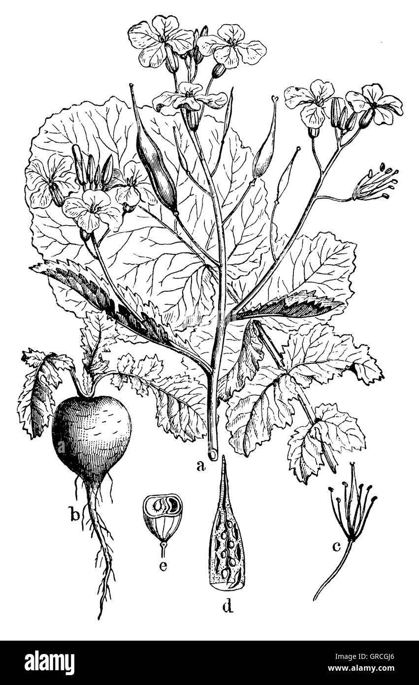 Botanical illustration of radish hi-res stock photography and images ...