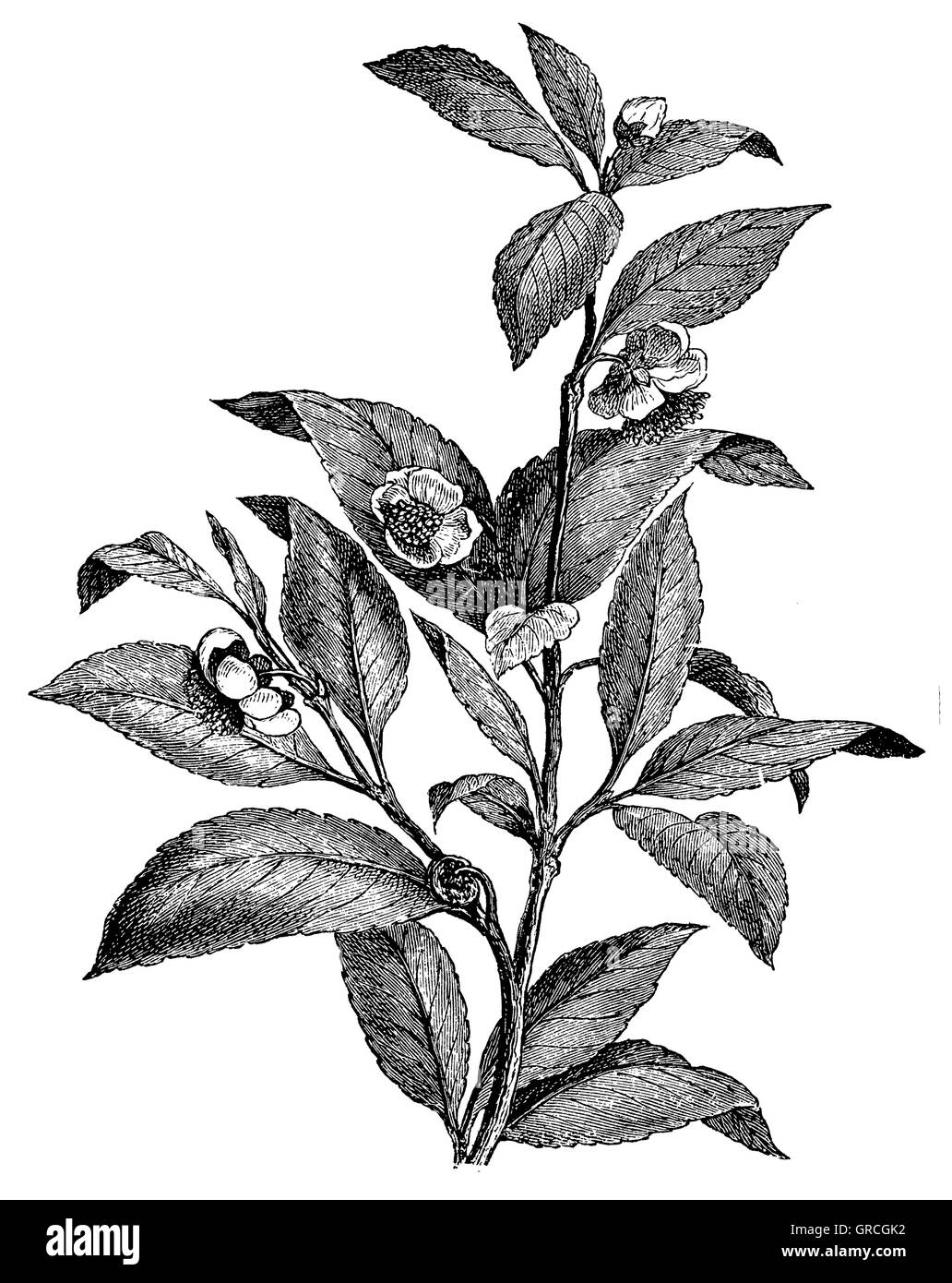 Chinese tea plant Stock Photo - Alamy