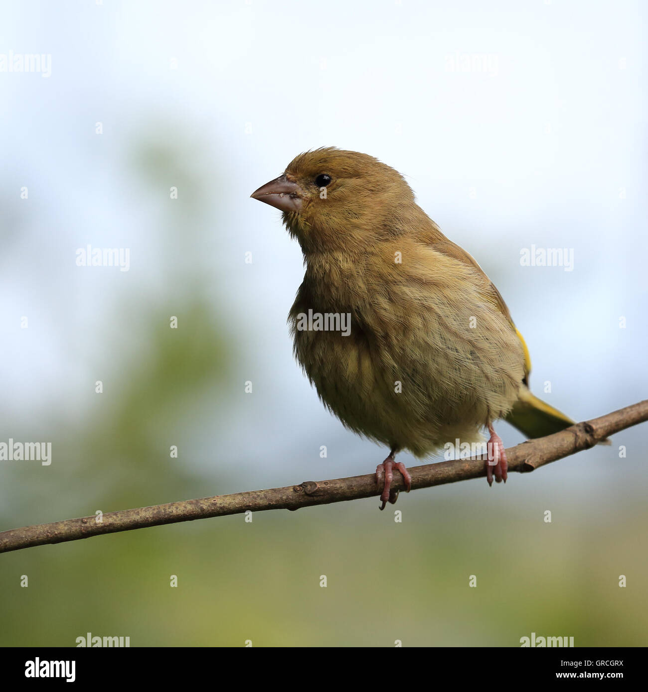 Juvenile European Greenfinch, also known simply as Greenfinch perched ...