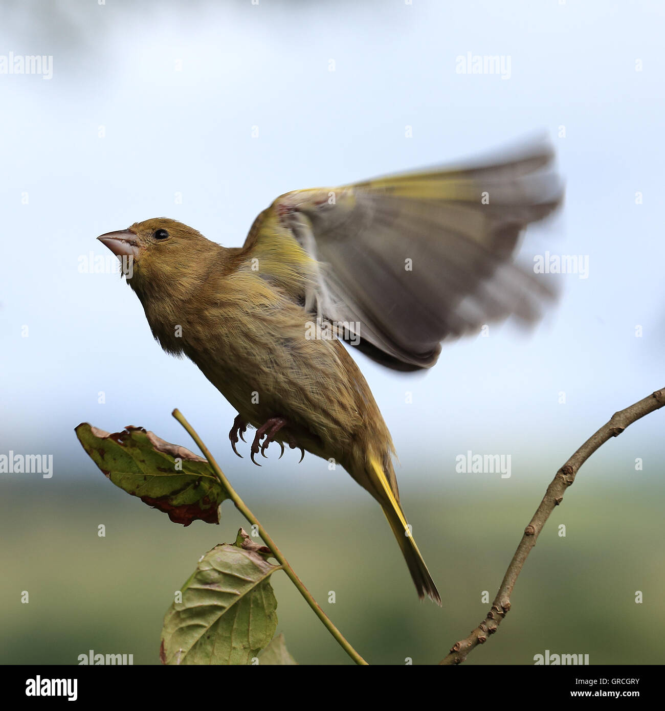 Juvenile European Greenfinch, also known simply as Greenfinch, in ...