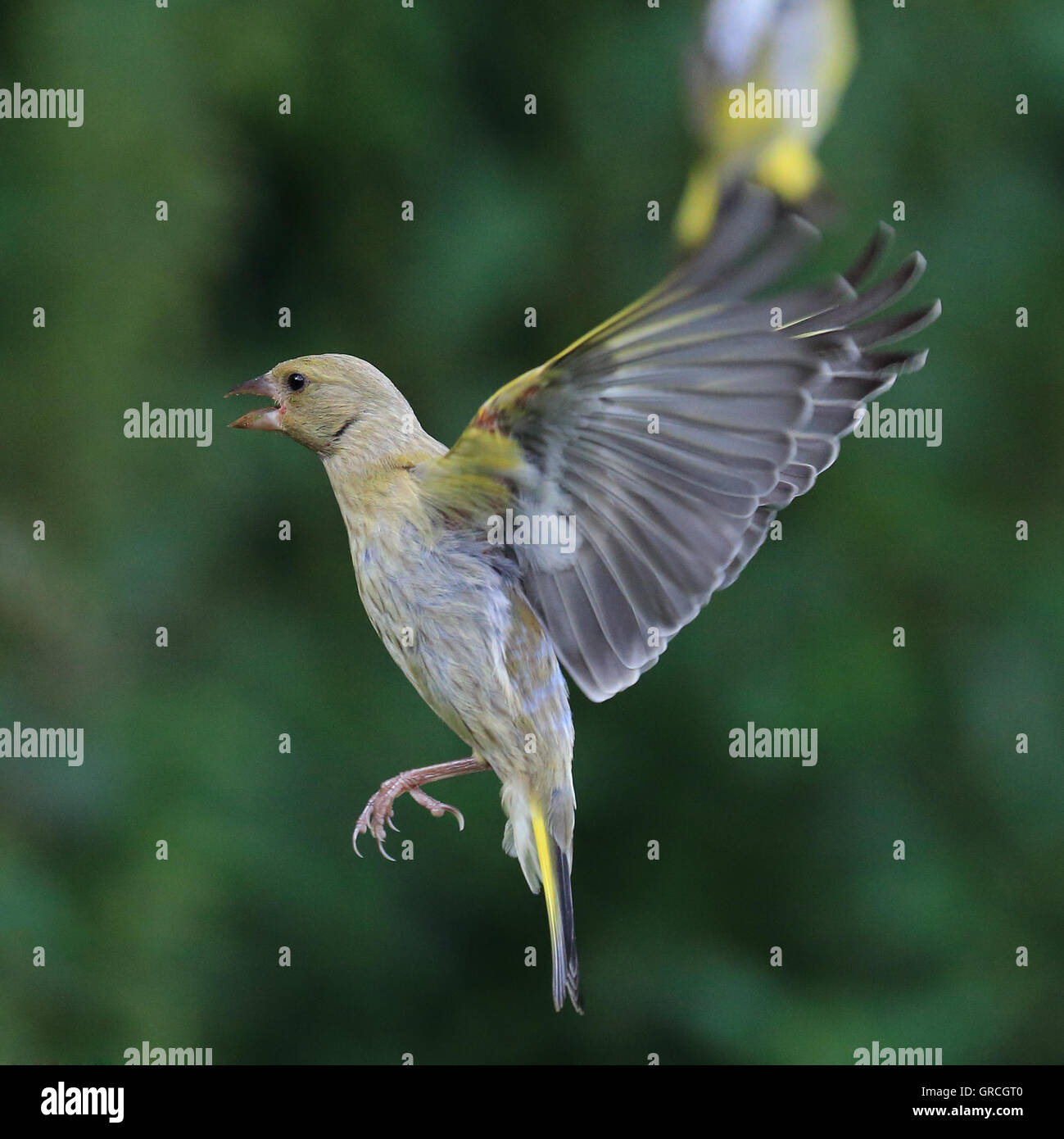 Juvenile Greenfinch High Resolution Stock Photography and Images - Alamy