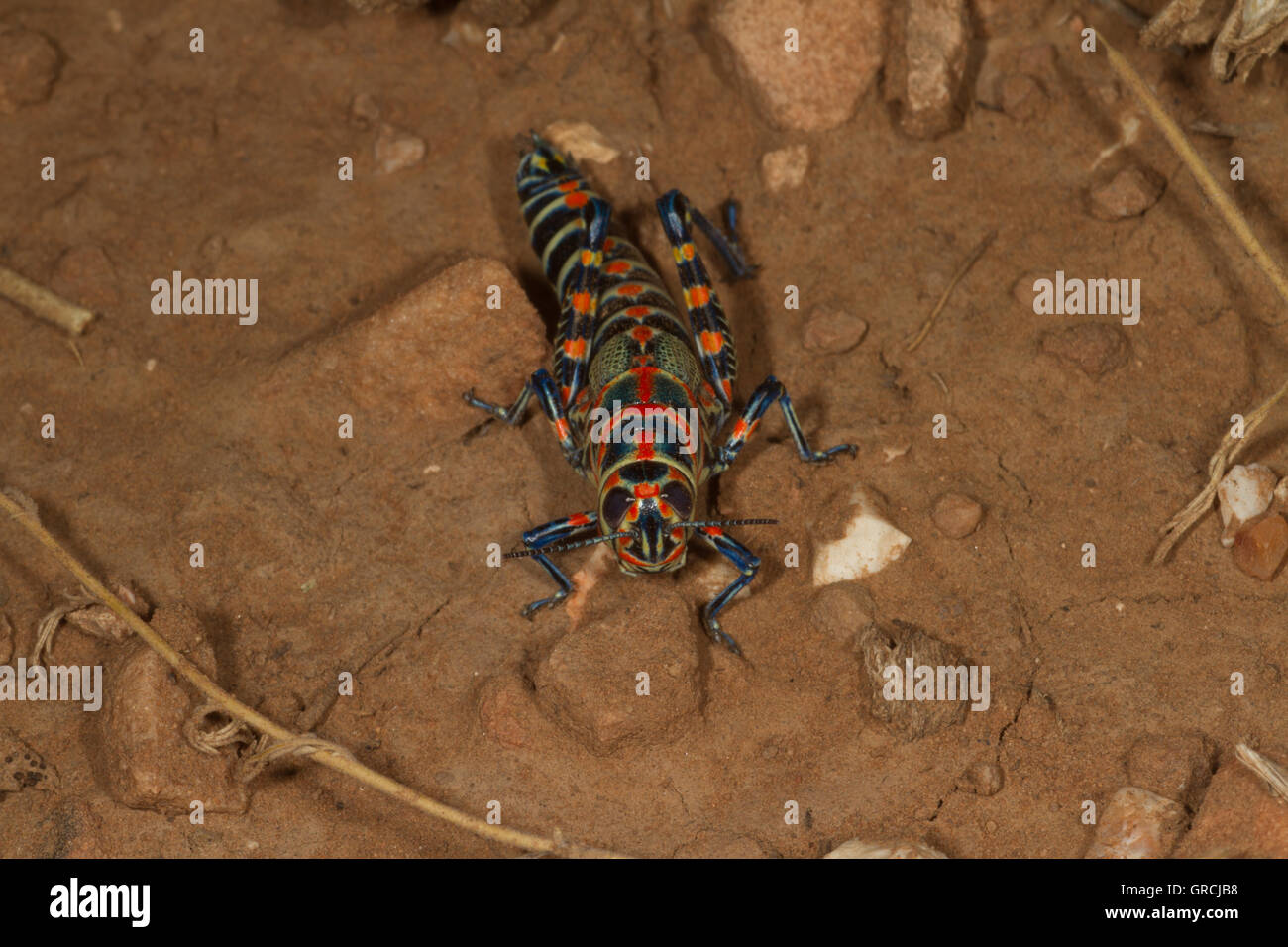 Rainbow grasshopper hi-res stock photography and images - Alamy